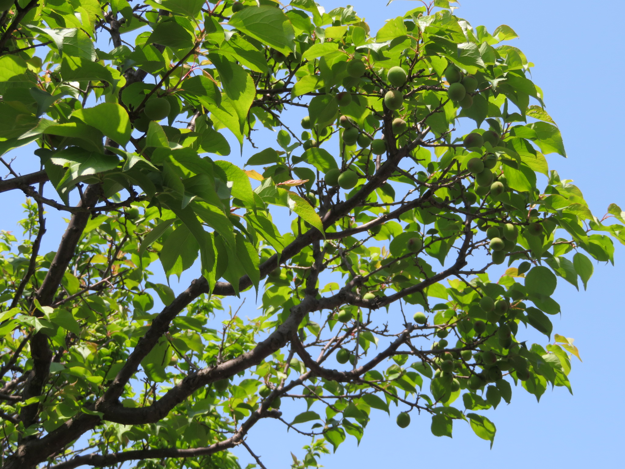 Flowers, the fount of knowledge at Kameido Tenjin Shrine – Jigsaw Japan